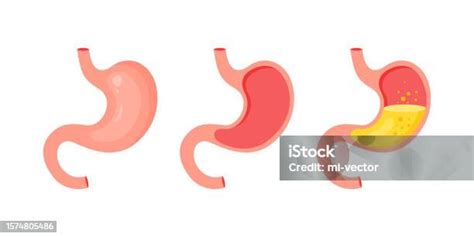 건강하고 건강에 해롭고 비어 있고 완전한 인간의 위장 내부 장기 해부학 내부 장기 인간 위장관 내부 소화 시스템의 기관 플랫 스타일의 벡터 그림 위에 대한 스톡 벡터 아트