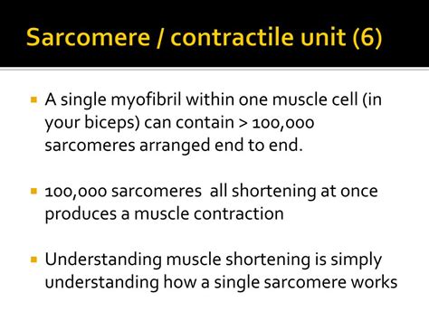 Ppt Understanding Muscle Anatomy And Function Powerpoint Presentation