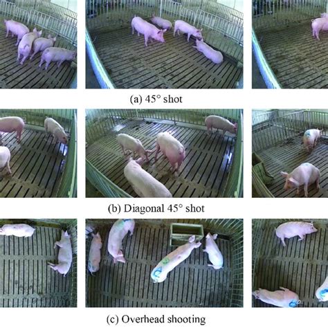 Some Examples Of The Dataset Download Scientific Diagram