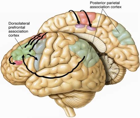Posterior Parietal Cortex