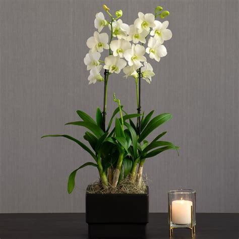 White Orchid Flower Plant