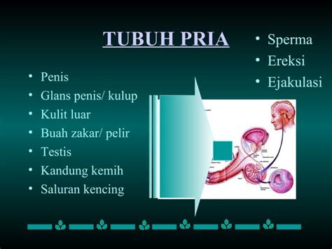 1 Sex Education Pmcc Ppt