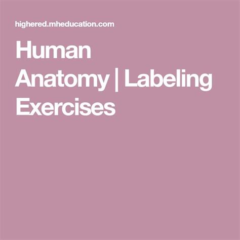 Human Anatomy Labeling Exercises Human Anatomy Anatomy Human