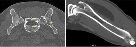 Plasma Cell Tumours In Dogs Multiple Myeloma Veterinary Practice