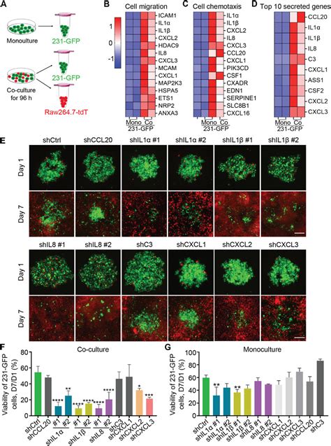 The Interaction Between Macrophages And Triplenegative Breast Cancer