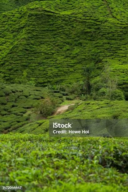 말레이시아 파항의 카메론 하이랜드에 있는 차 농장 밭 아삼 차 정원의 시골길 녹차 정원을 지나는 산책로 차 농장 질감 0명에 대한 스톡 사진 및 기타 이미지 Istock