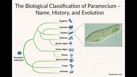 Paramecium Caudatum Under The Microscope Paramecium Caudatum Under The Microscope