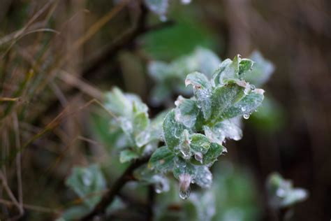 Безплатна снимка природа клон растение листо цвете скреж зелен билка продукция