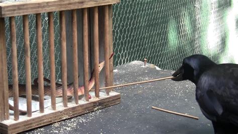 레알 똑똑이인 까마귀 유머 재미 감동 네모판