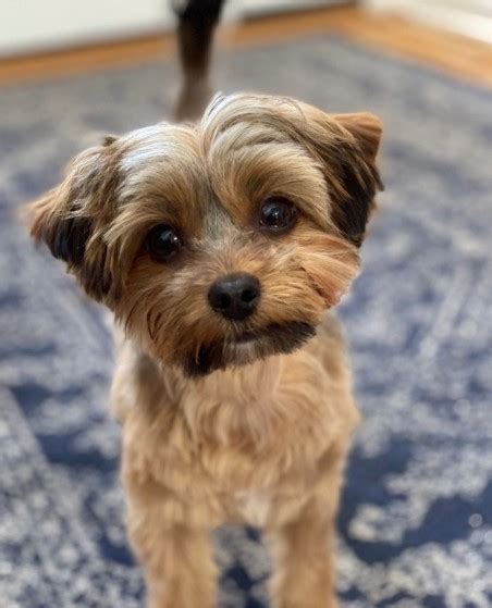 30 Best Morkie Haircuts 2025 Guide Female Morkie Haircuts