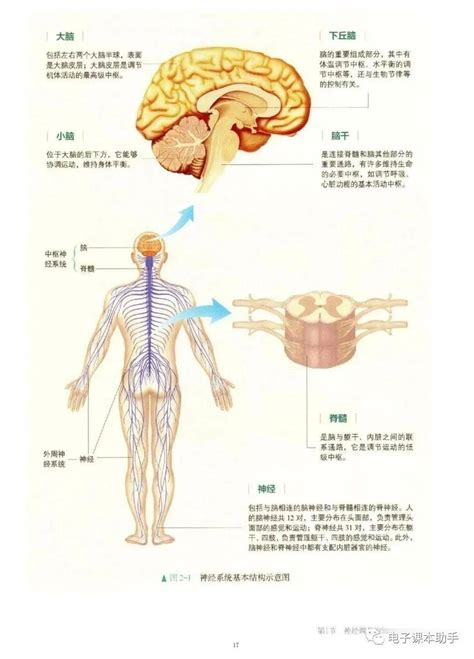 人教版高中生物选择性必修一《稳态与调节》电子课本（新教材pdf版）资源商业行为必修