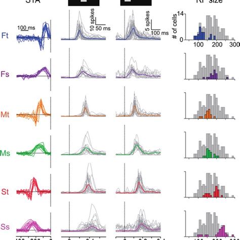 Classification Of Goldfish Gcs Based On The Temporal Profile Of