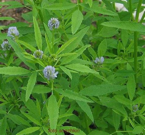 Пажитник Фото Полезные Свойства – Telegraph