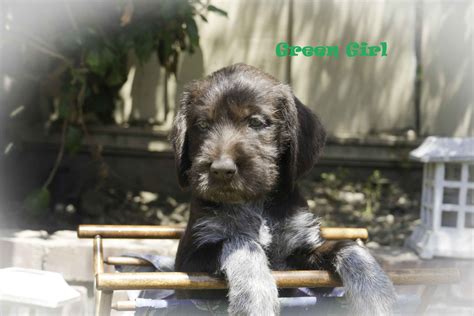 German Wirehaired Pointer Puppies For Sale In California