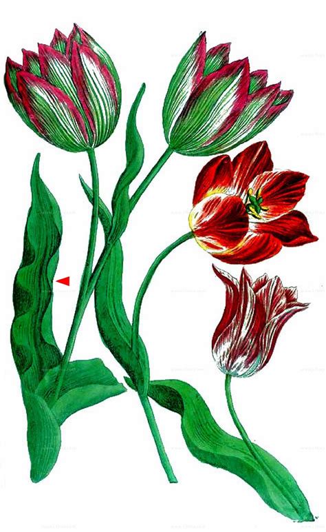 Phylogenetic Tree Garten Tulpe Tulipa Gesneriana L