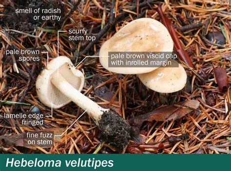 Hebeloma Velutipes Mushrooms Up Edible And Poisonous Species Of