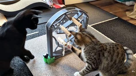 Can Cats Solve Puzzles Hackaday