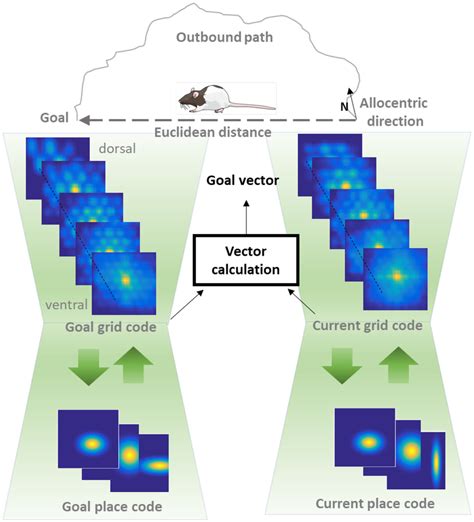 Schematic Of Vector Based Navigation Using Grid Place Code Emergent
