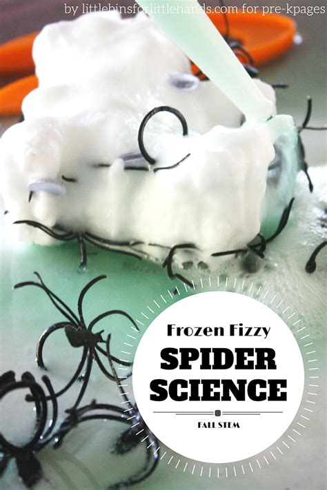 Spider Science Experiment