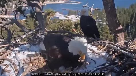 Two Bald Eagle Eggs Seen Hatching On Live Camera In Big Bear Valley The Weekly Times