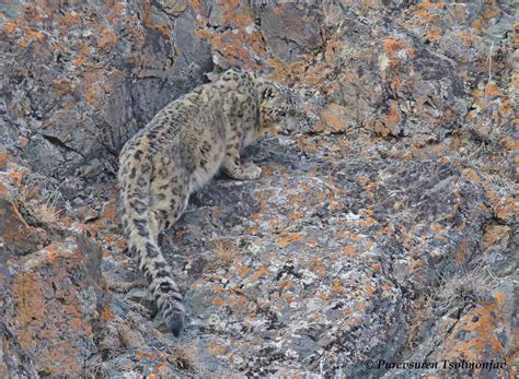 Snow Leopard Tour Wildlife Tours Mongolia