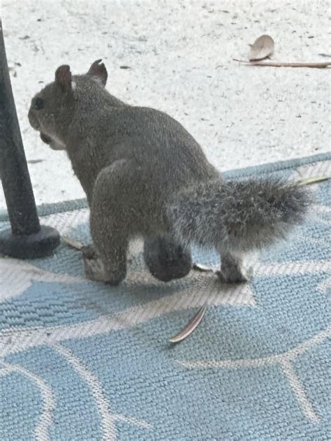 This Squirrel Got Some Nuts GAG