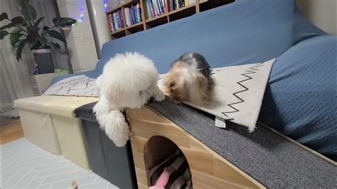 동생 간식 뺏기 요키 강아지 비숑 Youtube