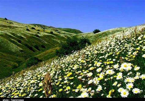 اردبیلجنگل فندقلو نماد زیبایی‌های طبیعی و تنوع اقلیمی فیلم تسنیم