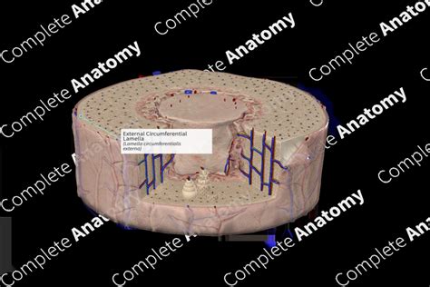 external circumferential lamella complete anatomy