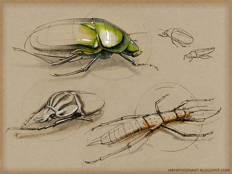 Jaeho Yoon Insect Sketches