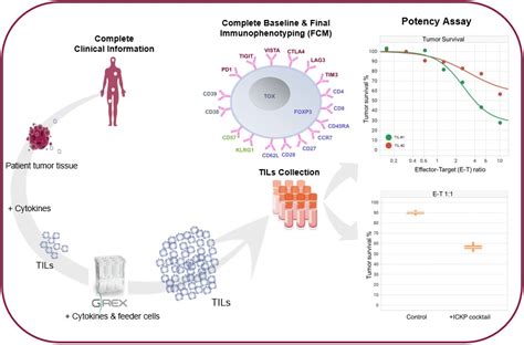 Tils Ex Vivo Expansion For Research Purposes Viviabiotech