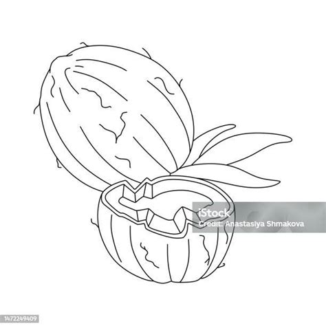 코코넛 낙서 벡터 일러스트 레이 션 아이 들을 위한 색칠하기 책 0명에 대한 스톡 벡터 아트 및 기타 이미지 0명 건강한 식생활 검은색 Istock