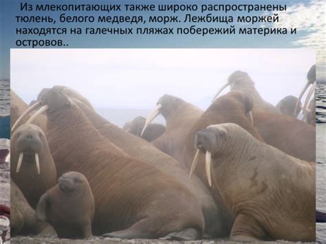 Презентация по географии 7 класс Северный Ледовитый океан скачать бесплатно Pptx