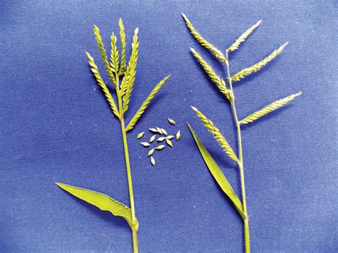 Control Of Weeds In Maize And Wheat Part 6 Herringbone Grass