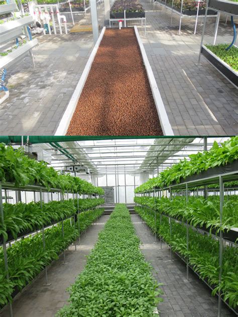 细叶菜栽培水培蔬菜寿光市九合农业发展有限公司