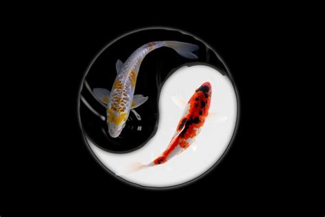 How To Sex Koi Is It Male Or Female Koi Fish Aqua Whisper