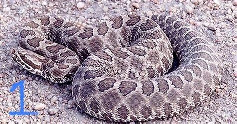 Snake Id Game Album On Imgur