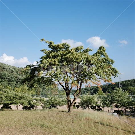 나무 여름풍경 동산 녹음 여름 사진 이미지 일러스트 캘리그라피 Ttahun작가