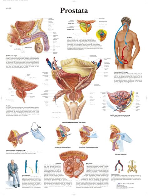 3b Scientific Vr0528l Tablero Con La Anatomía De La Próstata Amazon