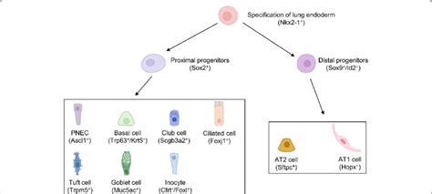 Cell Lineages Within The Developing Lung The Nkx2 1 Positive Endoderm Download Scientific