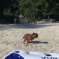 Crazy Dog 