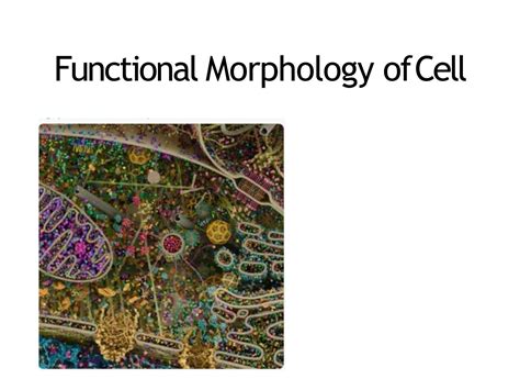 SOLUTION Functional Morphology Of Cell Studypool