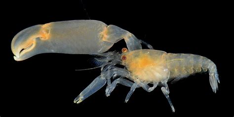 Types Of Snapping Shrimp At Erin Wright Blog