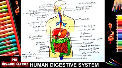 Human Digestive System Drawing With Colour The Human Digestive System