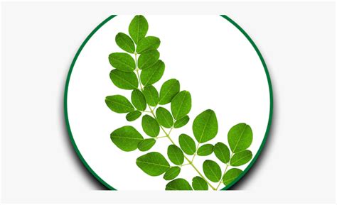 Malunggay Clipart 10 Free Cliparts Download Images On Clipground 2026