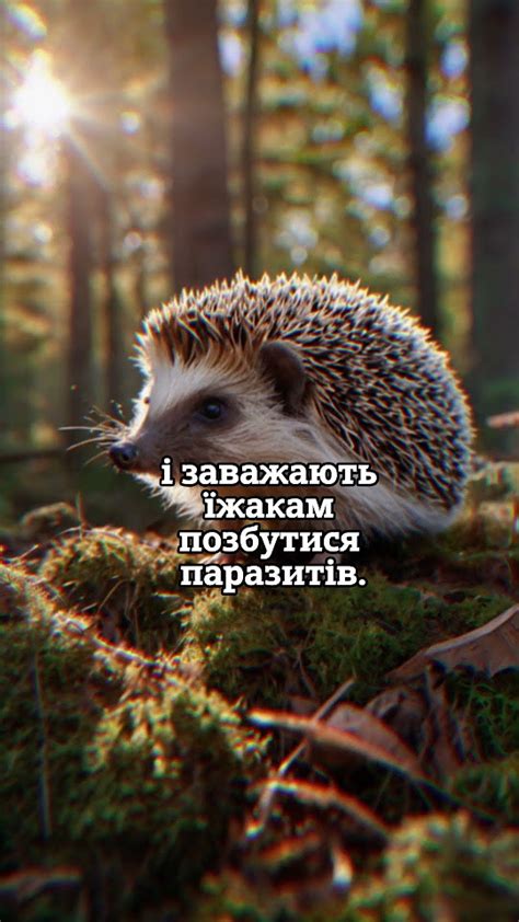 Цікавий факт про Їжаків факти Facts наука їжаки Youtube