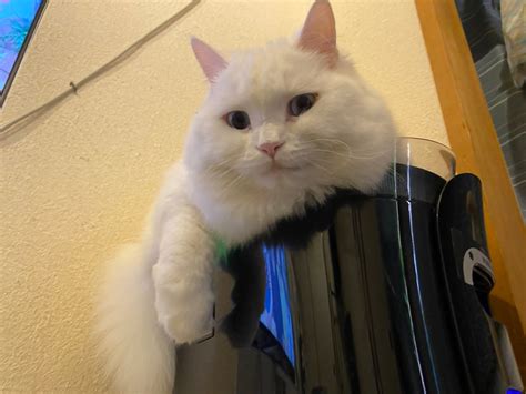 お話を聞いてると熱し易く冷めやすい軽い人にみえますが実際はどうなんでしょうか Peing 質問箱