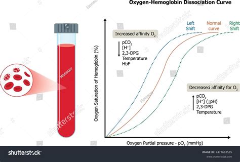 Oxygen Hemoglobin Dissociation Curve Oxygen Dissociation Curve Stock