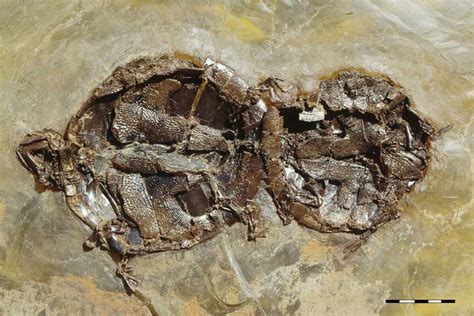 Image Gallery Fossilized Turtles Caught In The Act Live Science