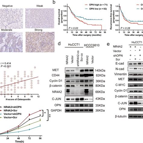 Hepatic Stellate Cells Promote Intrahepatic Cholangiocarcinoma